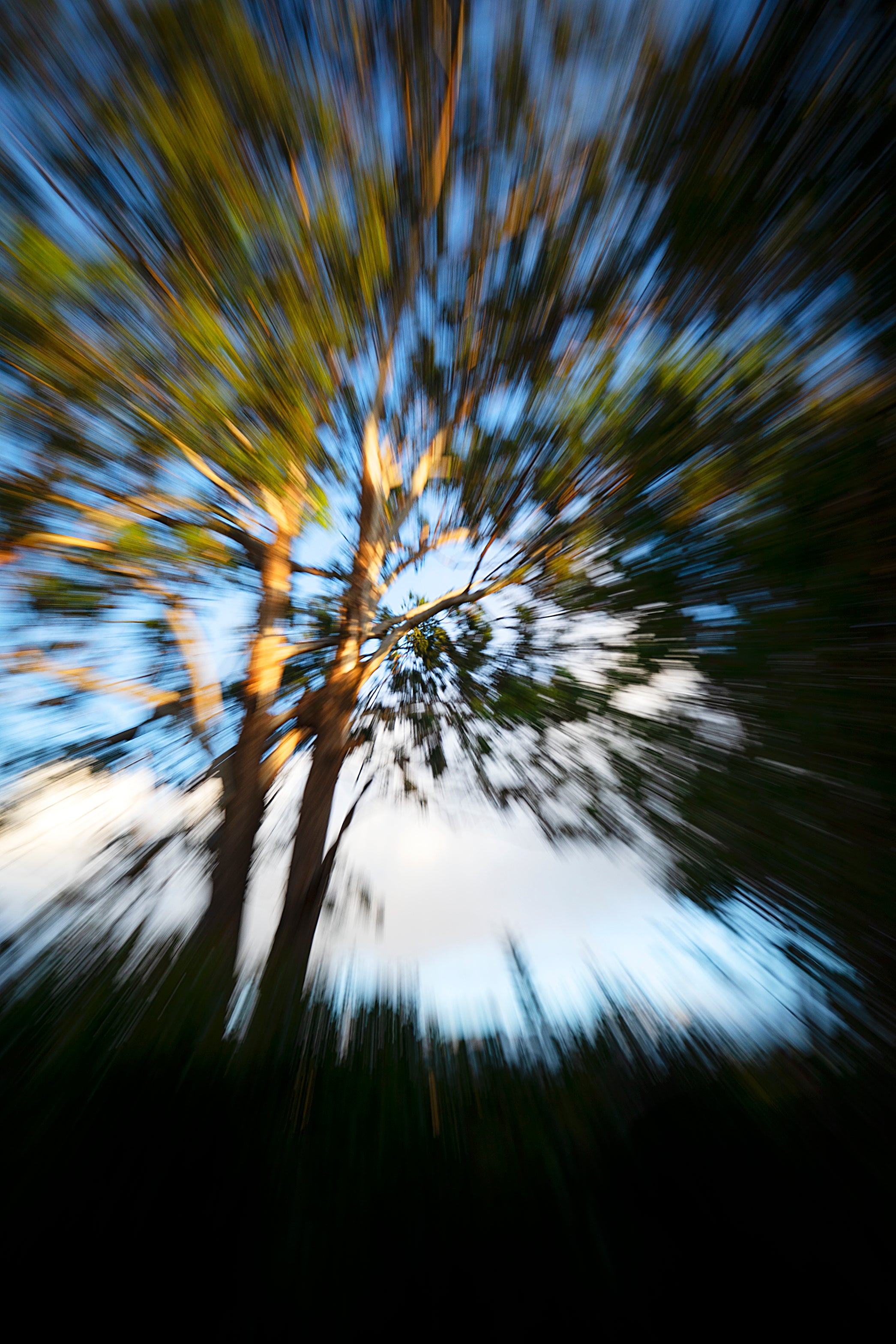 Trippy Tree Pictures